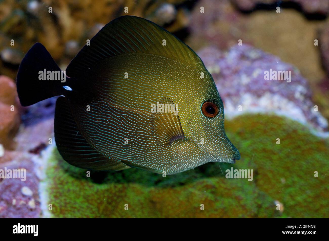 Zebrasoma scopas Banque de photographies et d’images à haute résolution ...