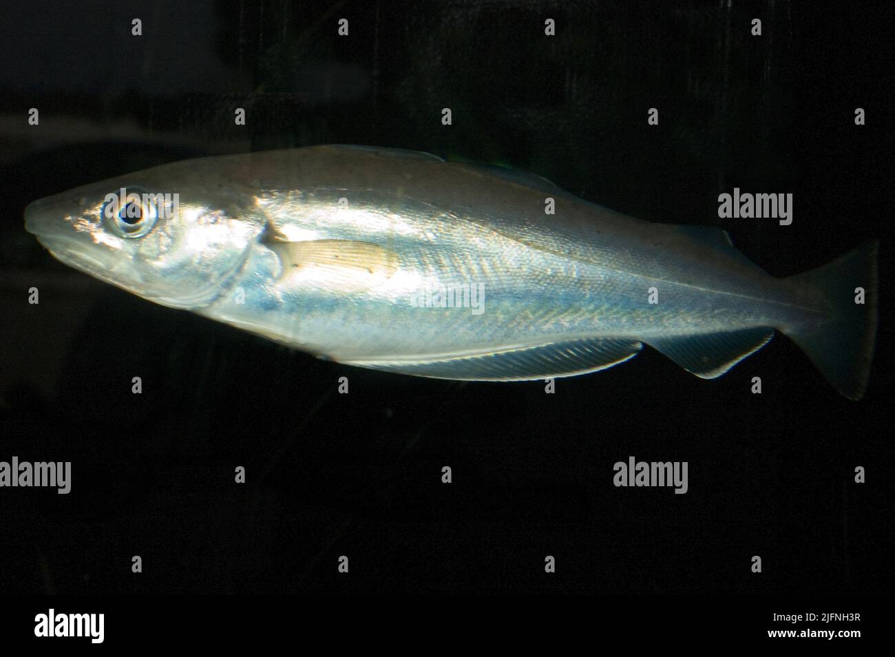 Merlan anglais Banque de photographies et d’images à haute résolution ...