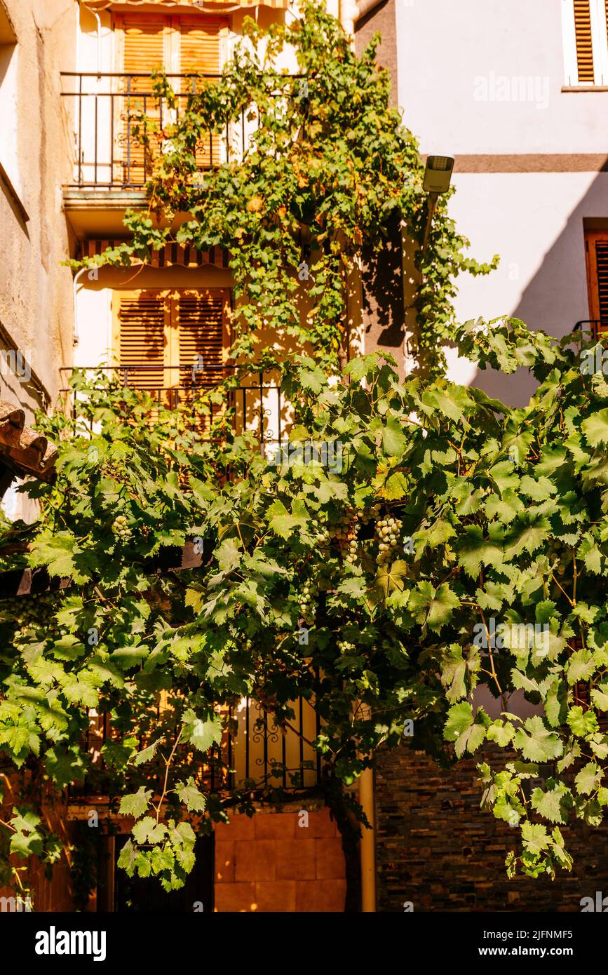 Vigne grimpante Banque de photographies et d’images à haute résolution ...