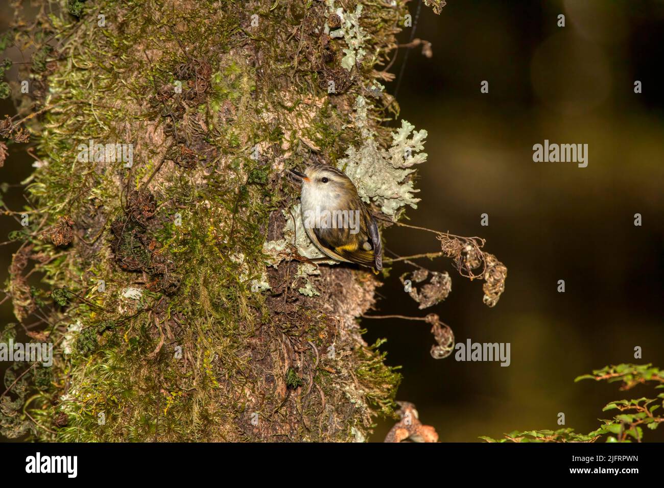 Rifleman (Acanthisitta chloris) femelle recherchant des insectes dans ...