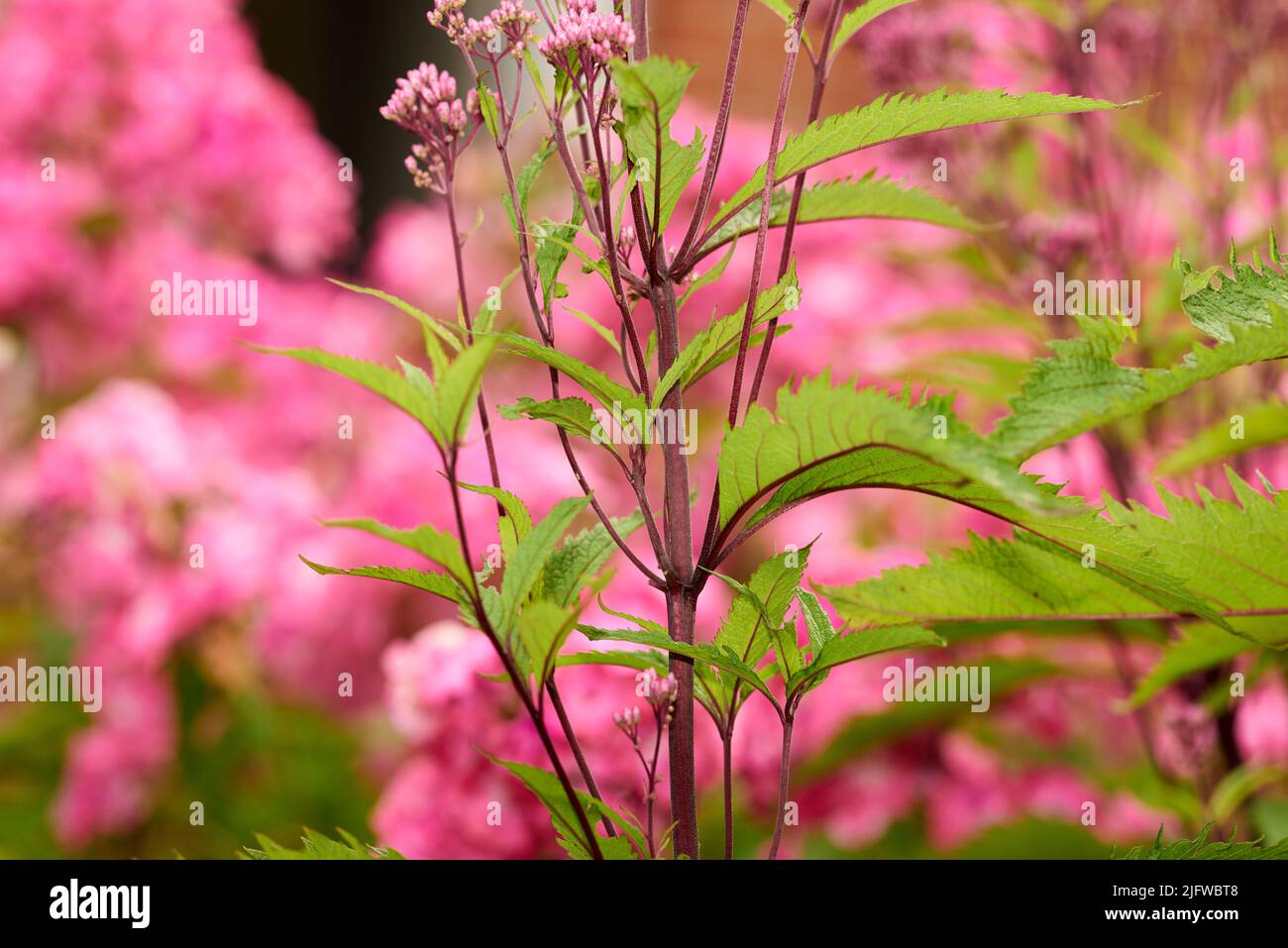 Longue tige avec des fleurs Banque de photographies et d’images à haute ...