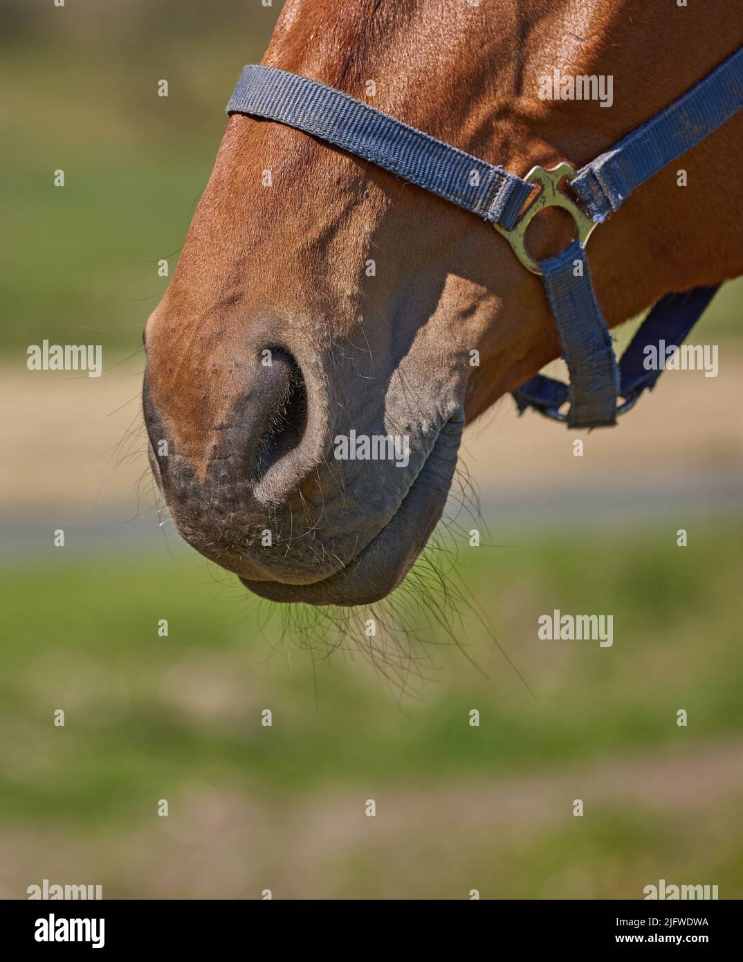 Cheval de compagnie Banque de photographies et d’images à haute ...