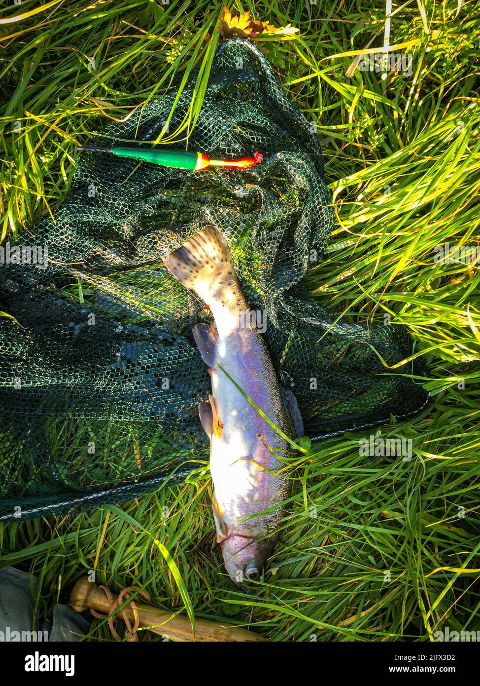 Vue verticale en haut d'un poisson pêché sur un filet de pêche sur l ...