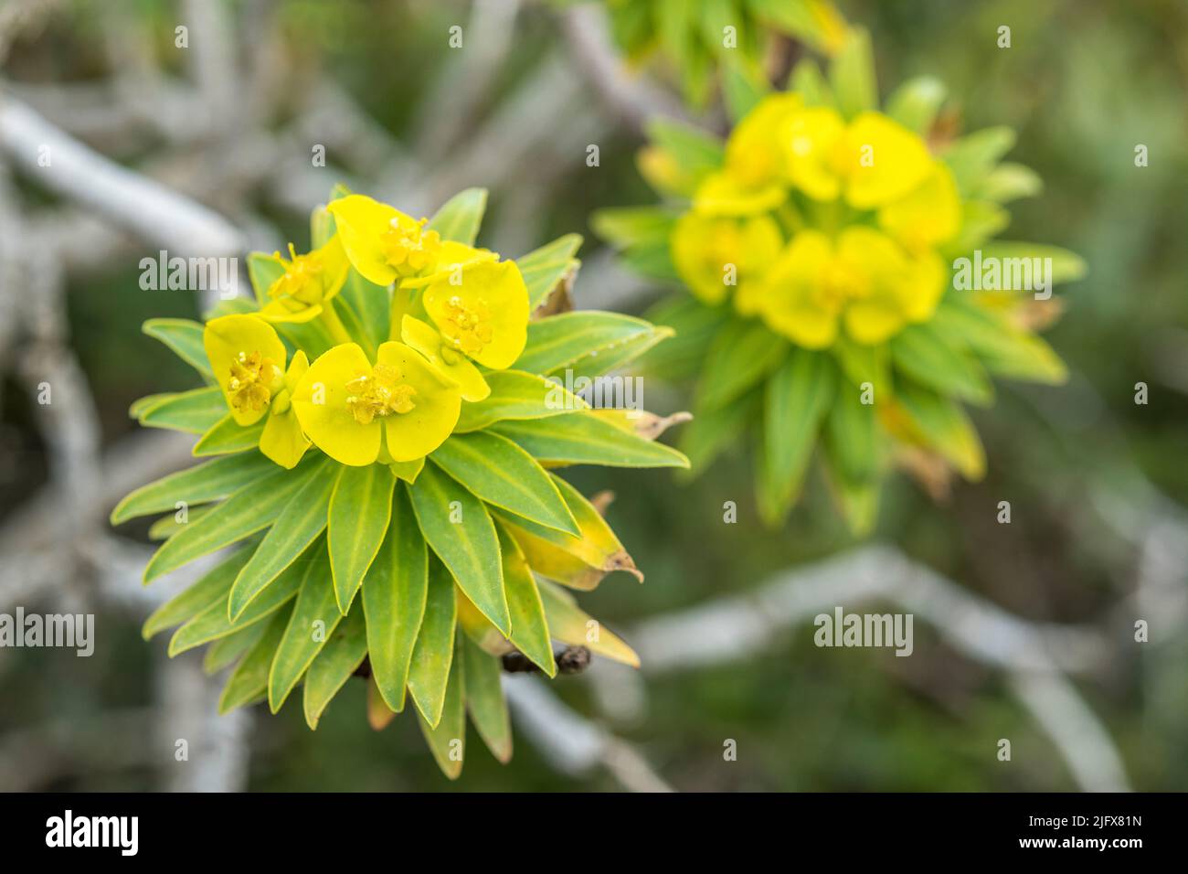 Euphorbia dendroides, également connu sous le nom d'épine d'arbre, est ...