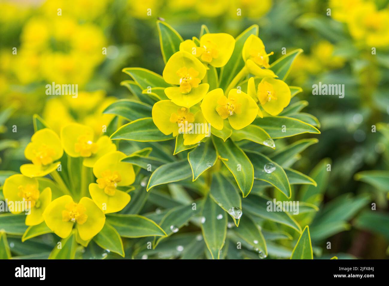 Euphorbia dendroides, également connu sous le nom d'épine d'arbre, est ...