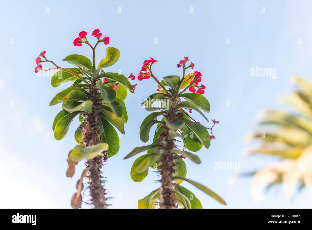 Euphorbia milii, la couronne des épines, la plante du Christ, ou épine ...