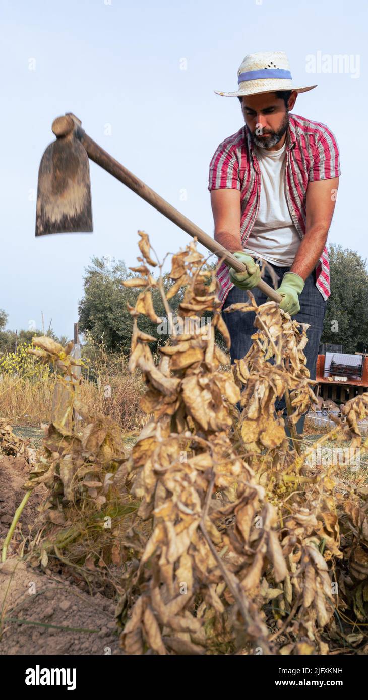 Hoeing farmers Banque de photographies et d’images à haute résolution ...