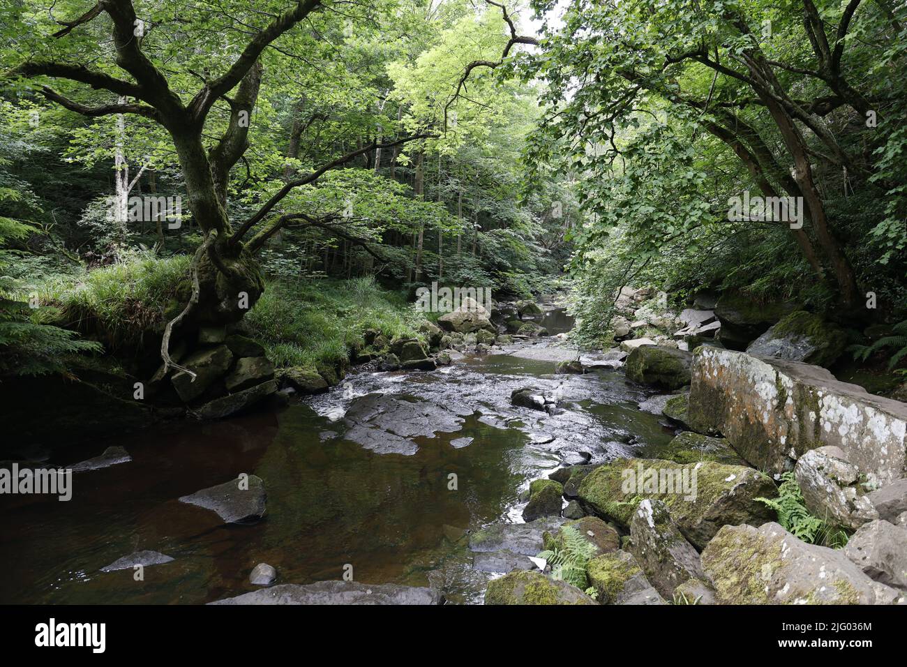 Cours d'eau rocheux avec arbres, fougères et mousses en surplomb; River ...