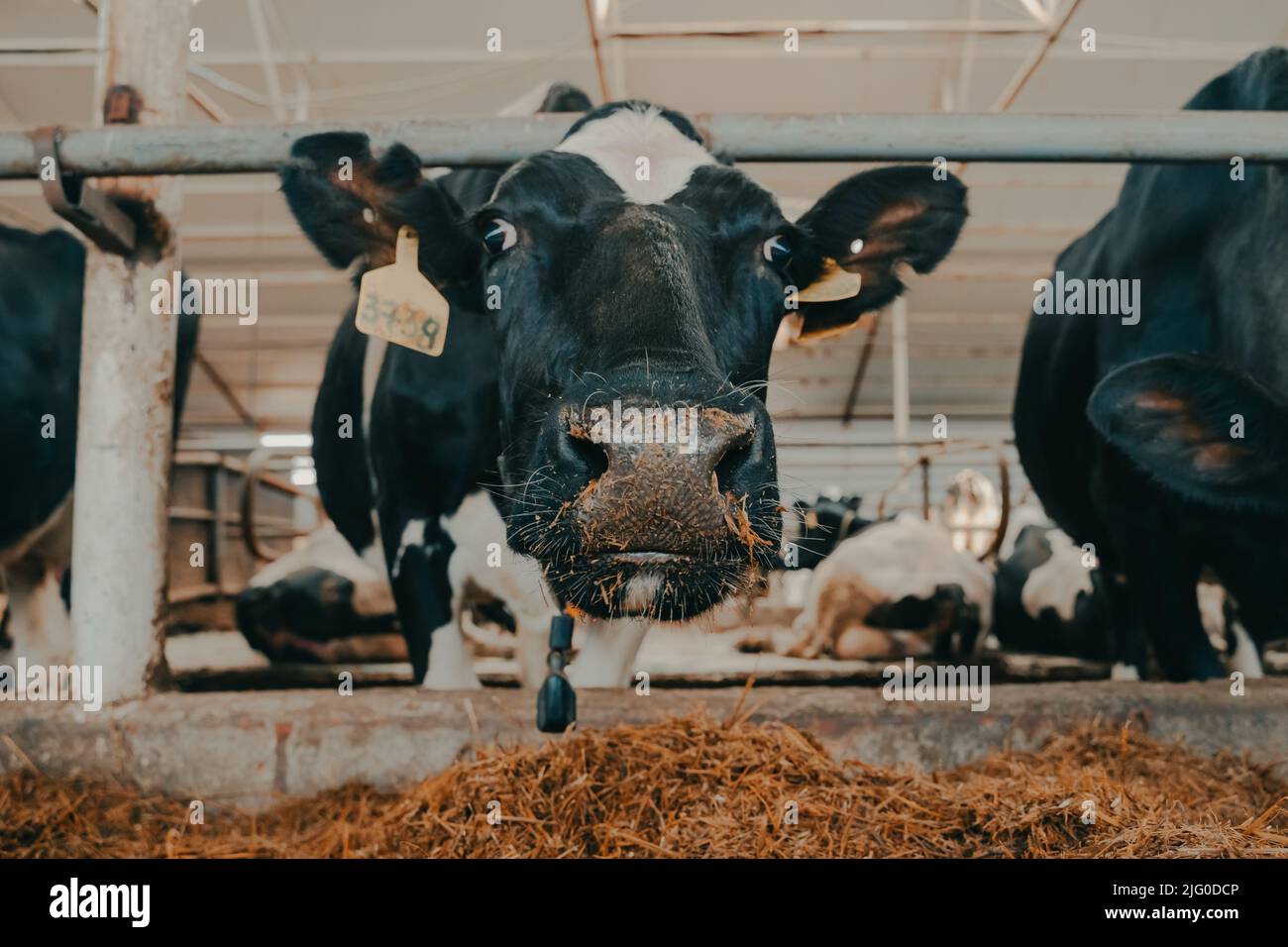 Une ferme moderne avec des vaches laitières. Race Goldstein. Élevage de ...
