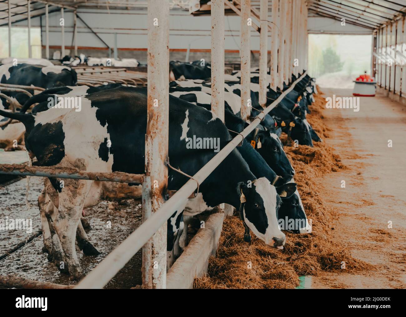 Une ferme moderne avec des vaches laitières. Race Goldstein. Élevage de ...