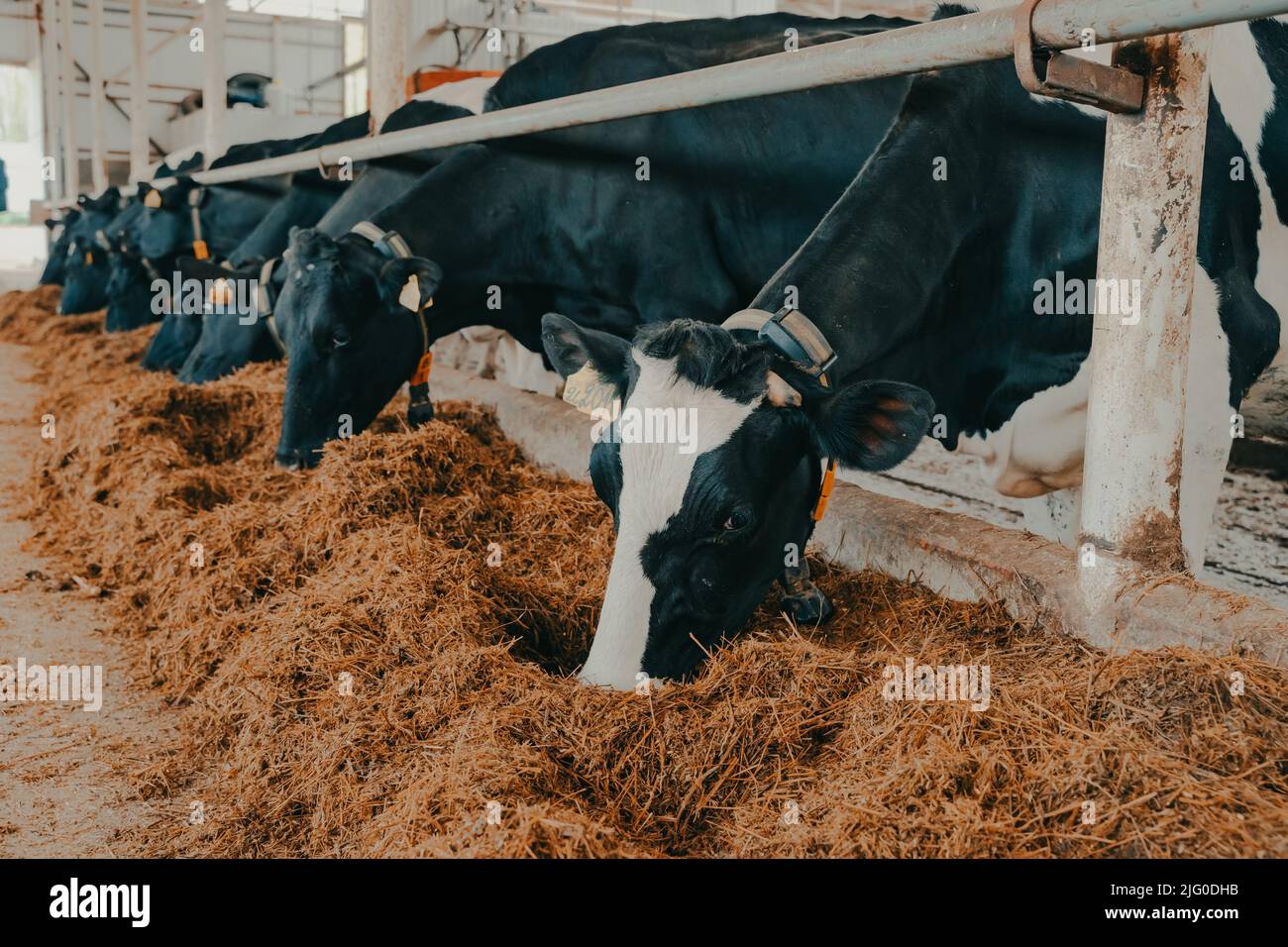 Une ferme moderne avec des vaches laitières. Race Goldstein. Élevage de ...