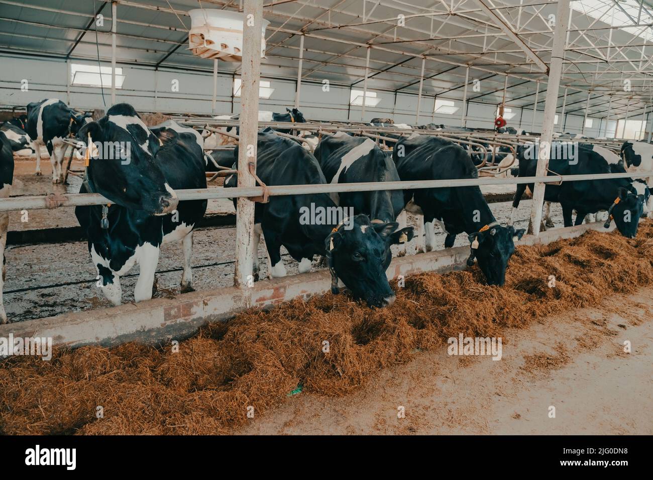 Une ferme moderne avec des vaches laitières. Race Goldstein. Élevage de ...