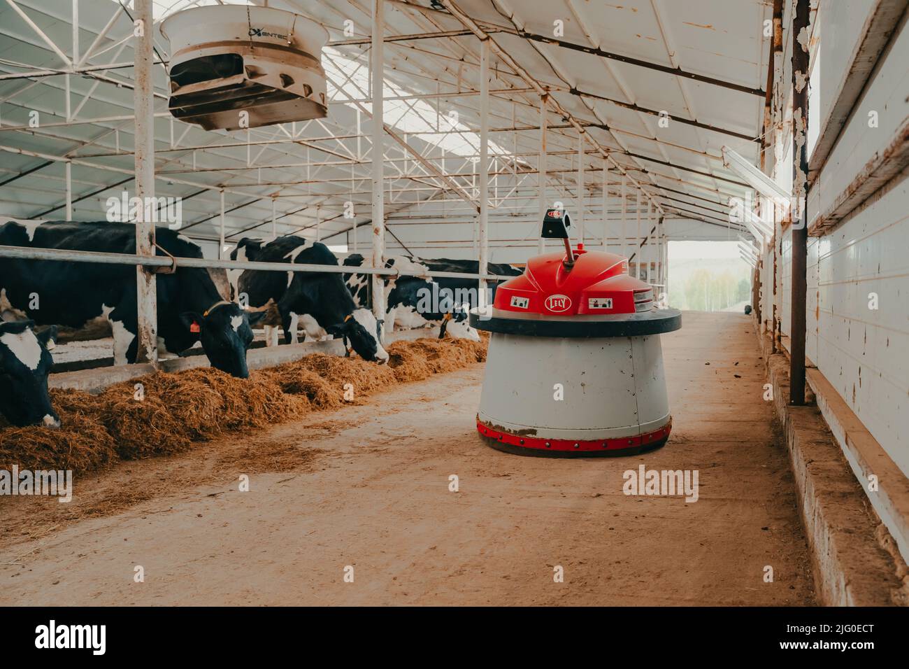 Vache laitière robot Banque de photographies et d’images à haute résolution - Alamy