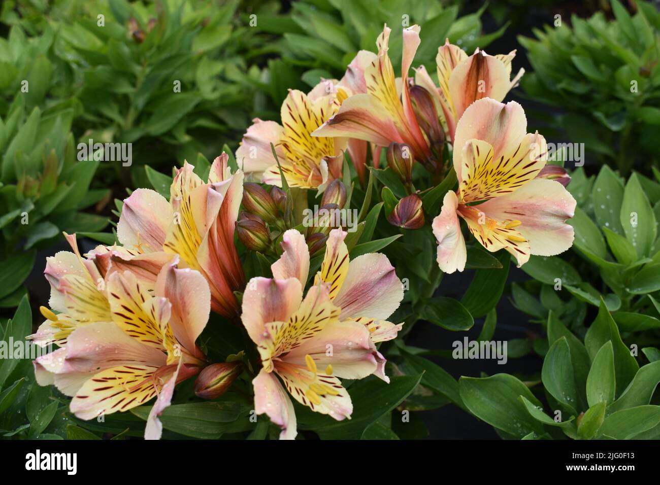 Alstroemeria inca Banque de photographies et d’images à haute ...