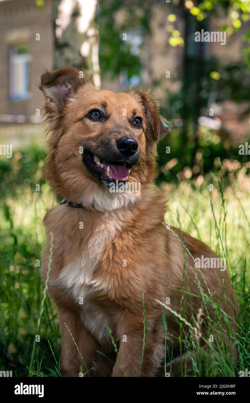 Chien rouge mongrel pour une promenade. Le chien repose sur l'herbe ...