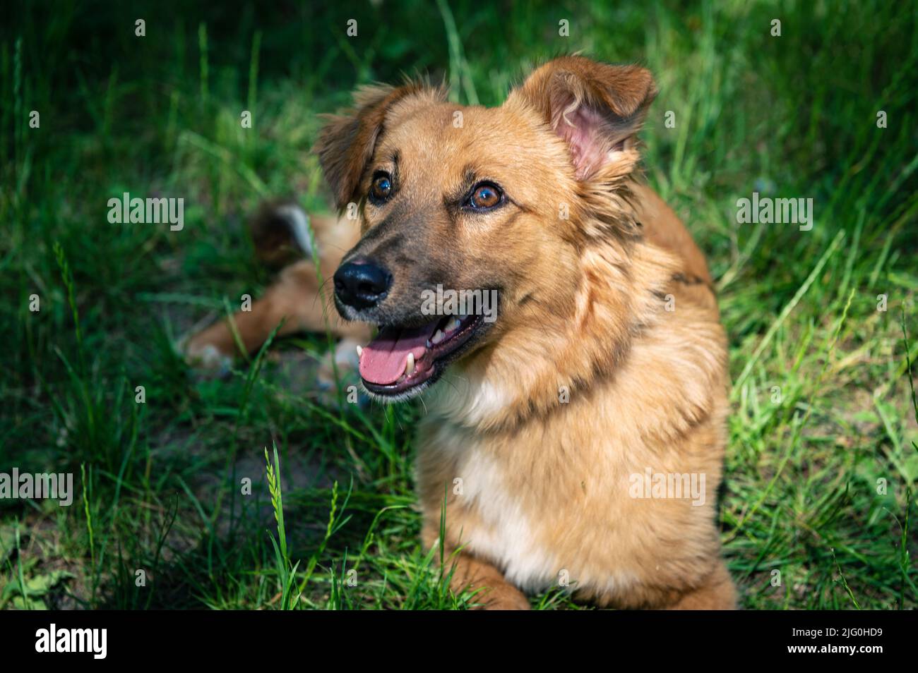 Chien rouge mongrel pour une promenade. Le chien repose sur l'herbe ...