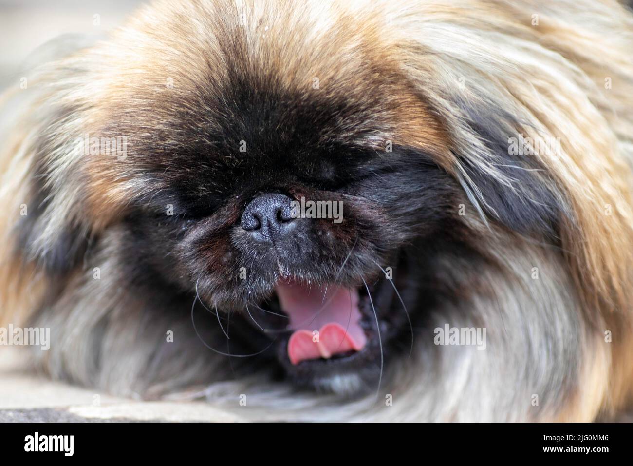 Joli chien moelleux, rouge le pekingese est très mignon stock Photo ...