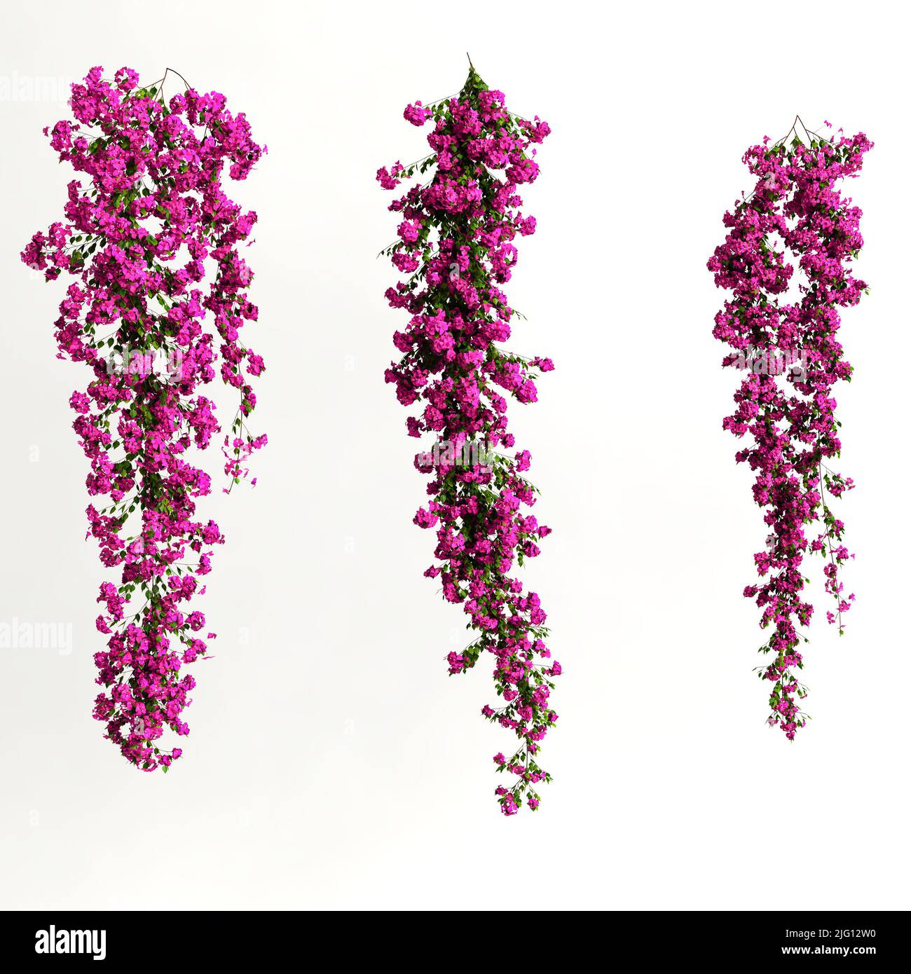 Beau bougainvillier spectabilis Banque de photographies et d’images à ...