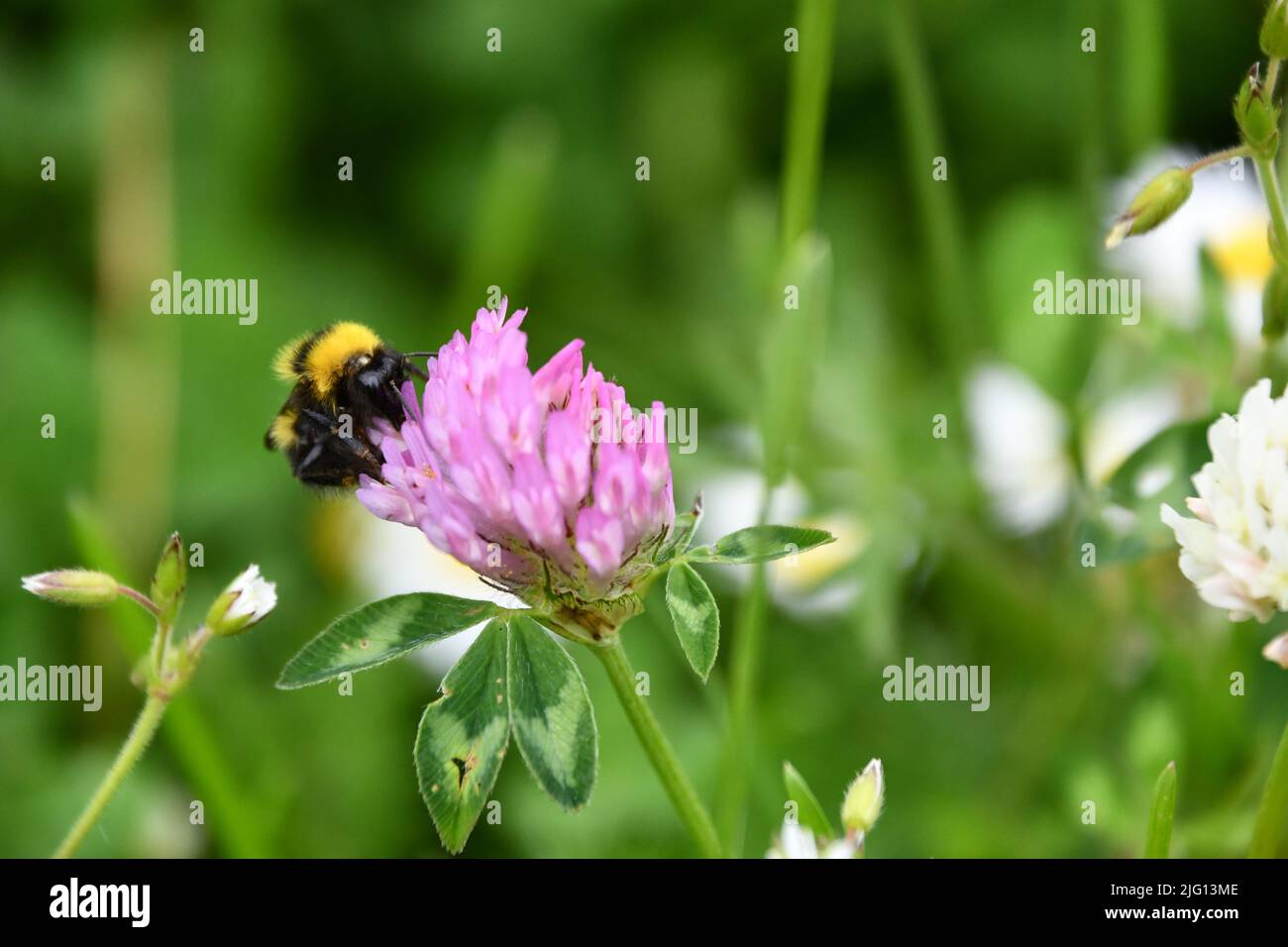 Humble bee Banque de photographies et d’images à haute résolution - Alamy