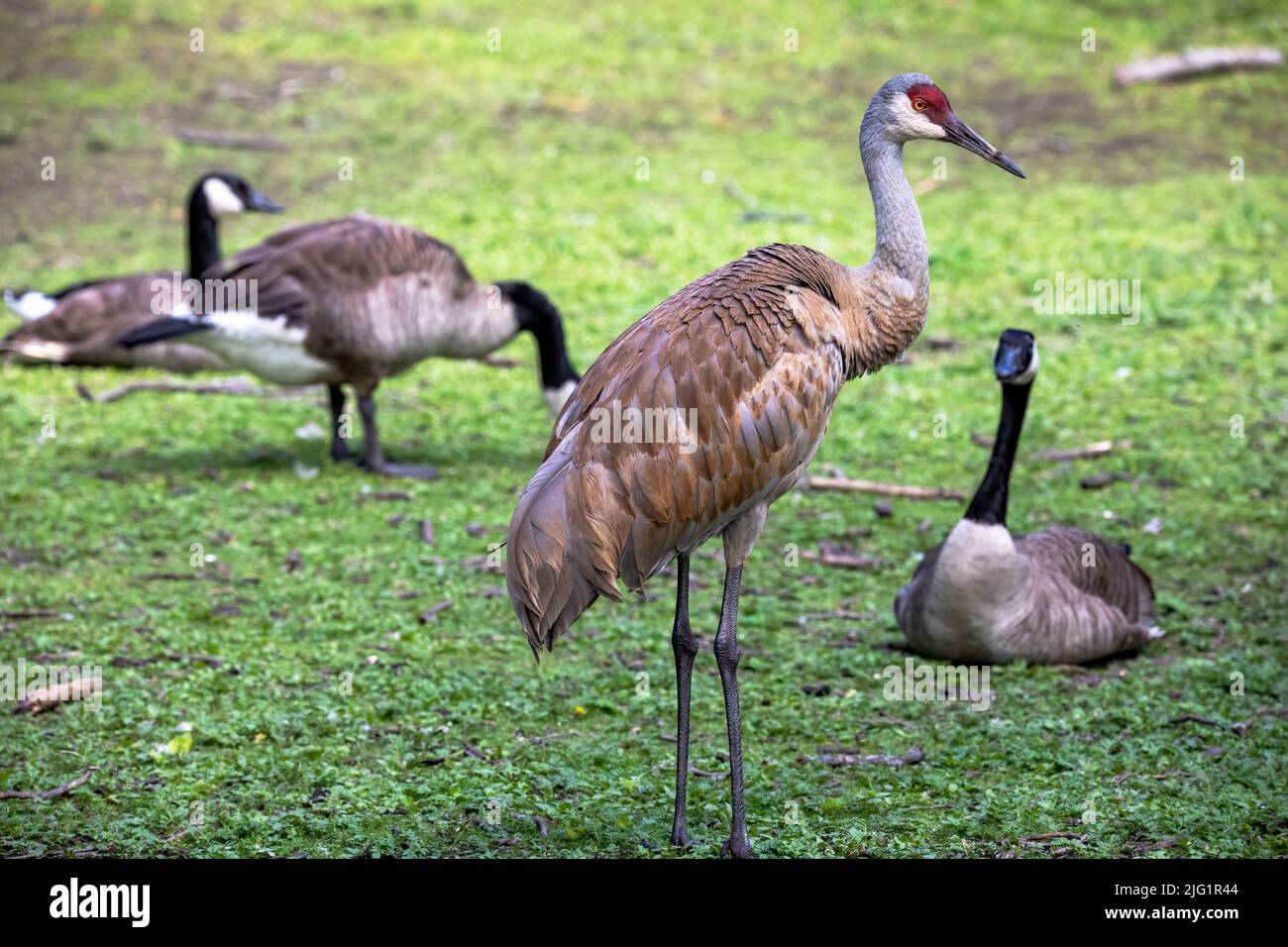 La grue à sable (Antigone canadensis) . Oiseau d'Amérique indigène une ...