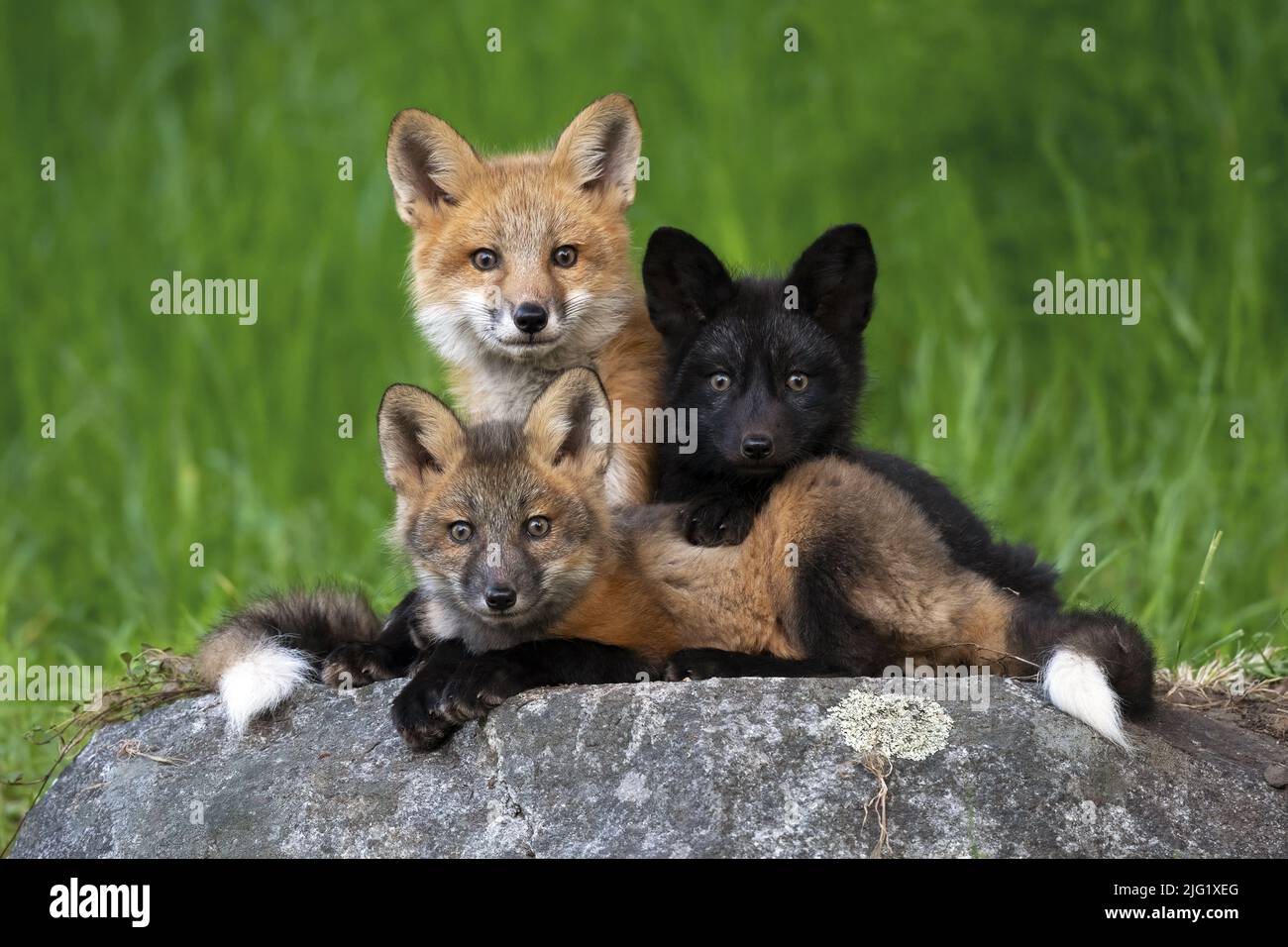 Le photographe de la faune, Bob Jensen, a capturé le moment précis où ...