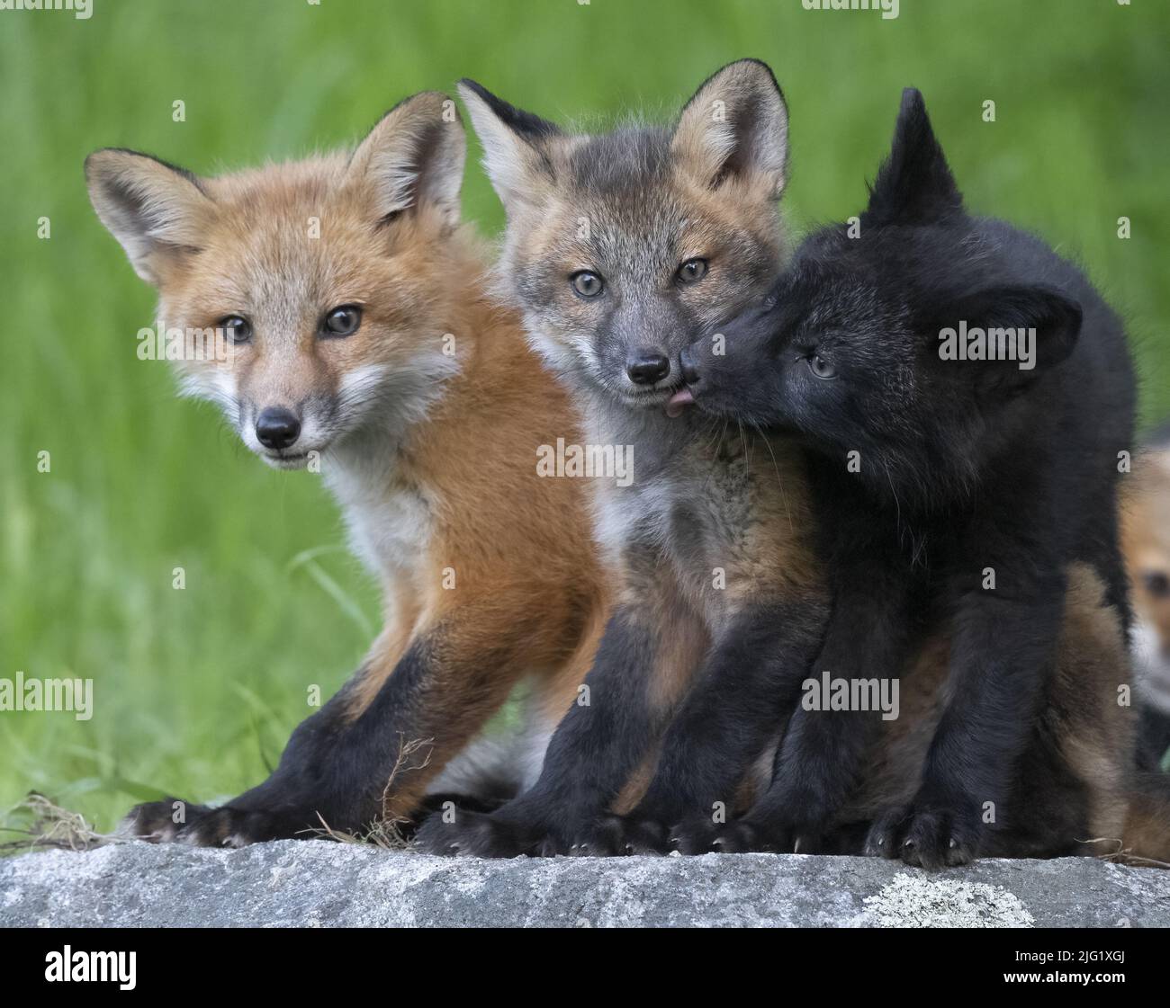 Le photographe de la faune, Bob Jensen, a capturé le moment précis où ...