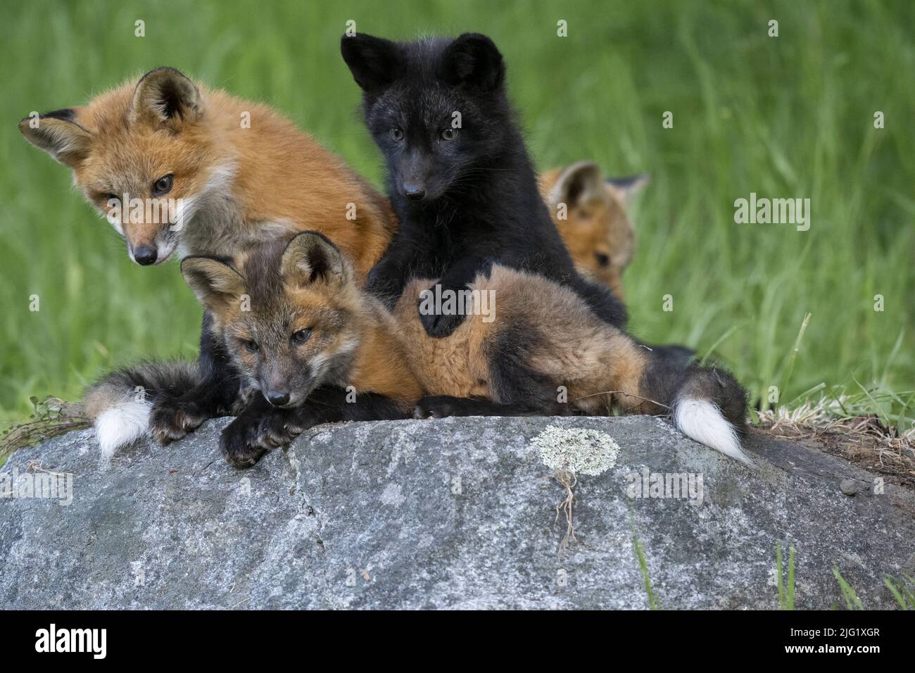 Le photographe de la faune, Bob Jensen, a capturé le moment précis où ...