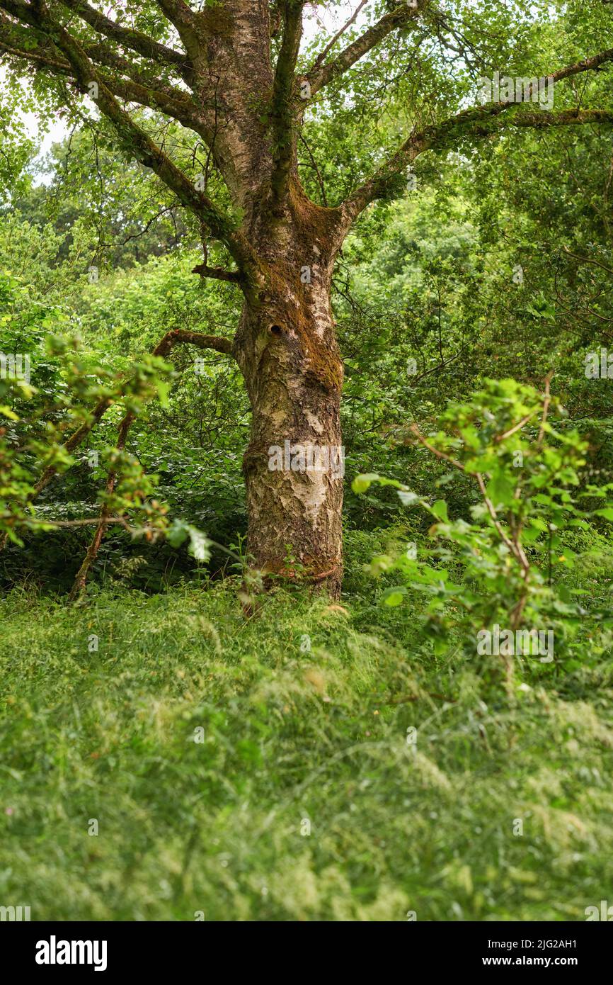 Grand et robuste arbre de feuillus poussant dans une forêt vierge ...