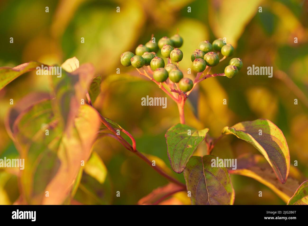 Plante des câpres Banque de photographies et d’images à haute ...