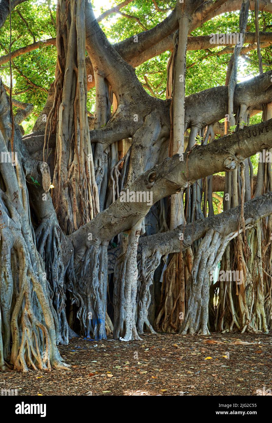 Large banyan tree Banque de photographies et d’images à haute ...