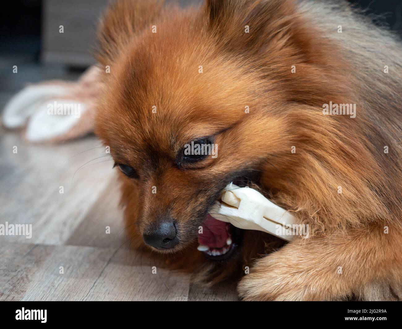 Le chien de Spitz se mâche sur un os de chien. Un spitz rouge gèle sur ...