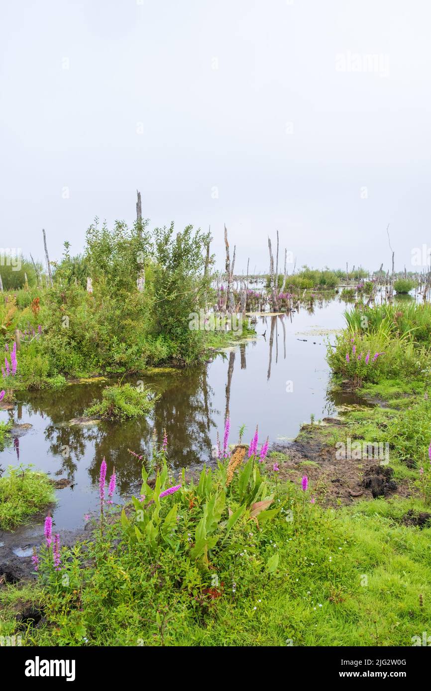 Fleurs sauvages des zones humides humides Banque de photographies et d ...