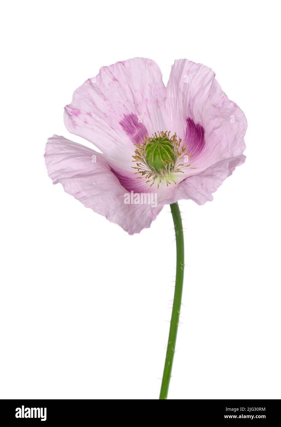 Fleur de pavot isolée sur fond blanc. Pavot à opium rose unique ...