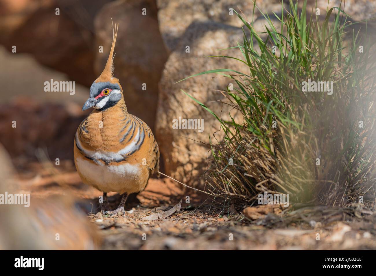Pigeon plumé à ventre blanc (Geophaps plumifera), au sol, Australie ...