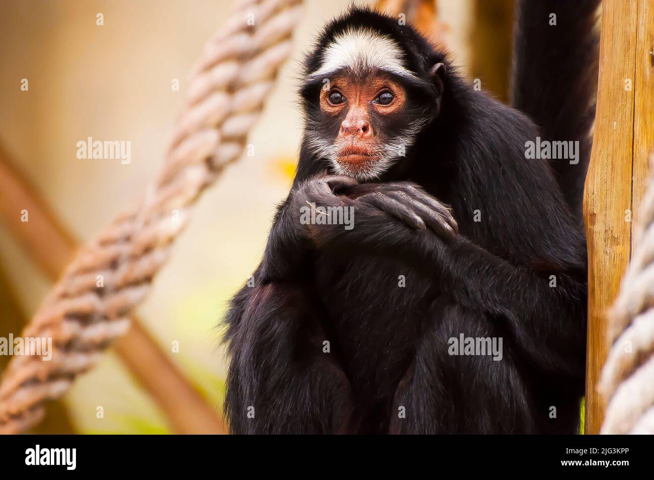 Singe araignée, un animal très commun trouvé dans la forêt amazonienne ...