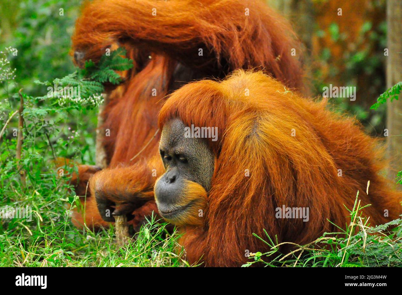 Orangutang (Pongo pygmaeus) est l'un des primates les plus intelligents ...