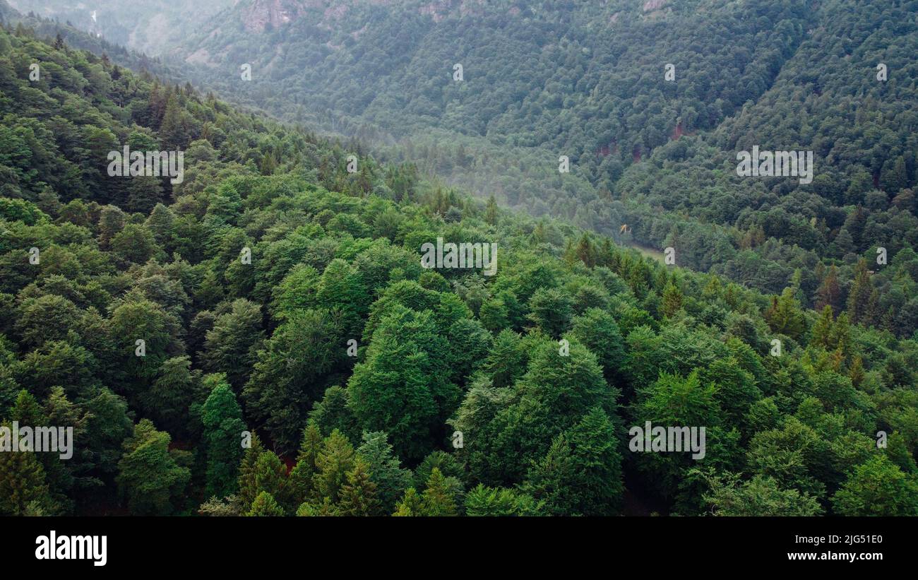Vue aérienne de la forêt verte d'été dans la région montagneuse Photo ...