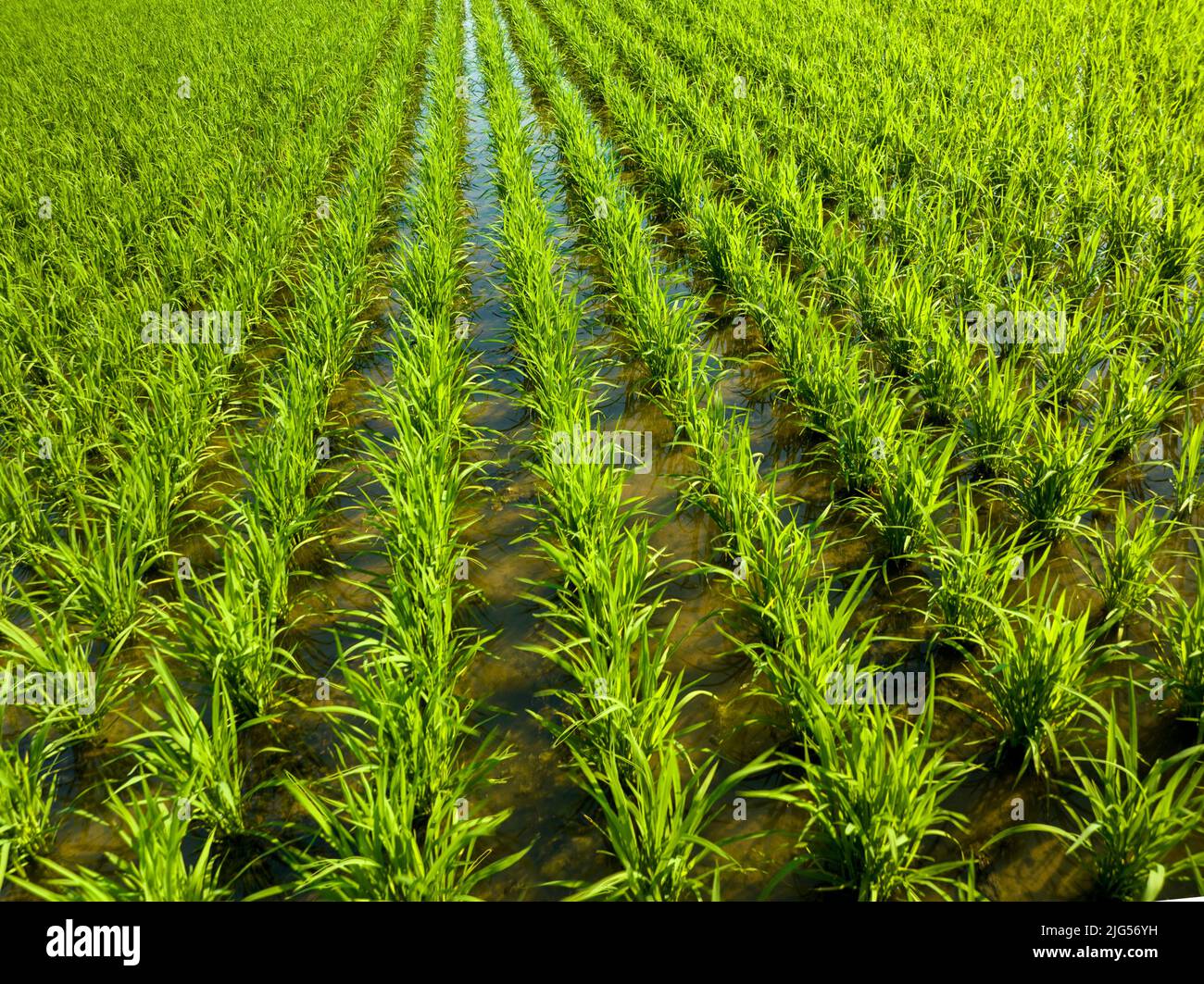 Irrigation des cultures au japon Banque de photographies et d’images à ...