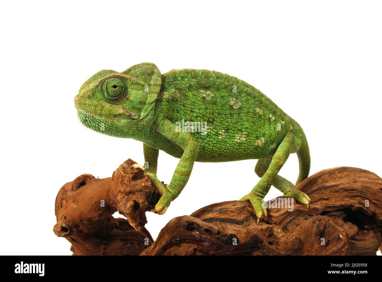 Cameleon logo Banque de photographies et d’images à haute résolution ...