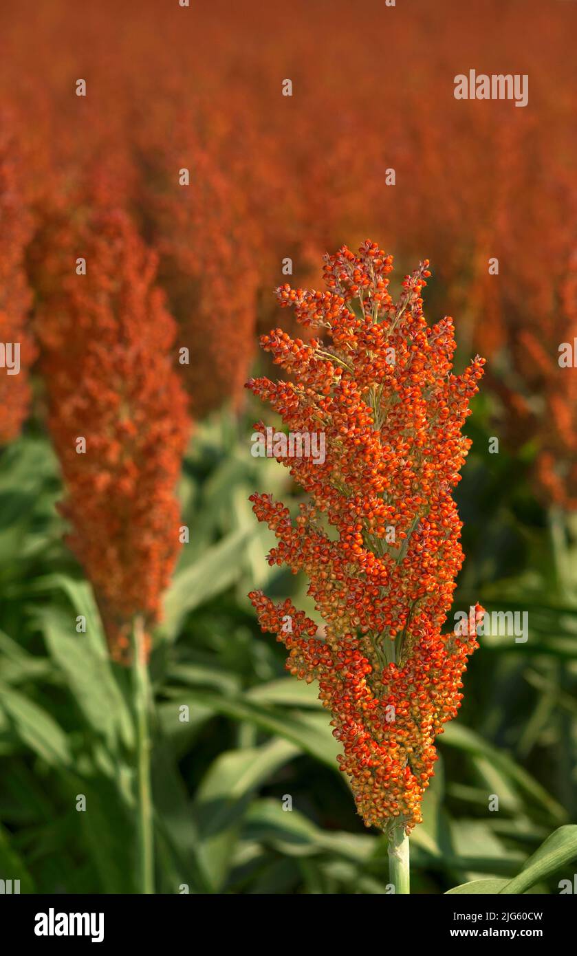 Sorghum seed Banque de photographies et d’images à haute résolution - Alamy