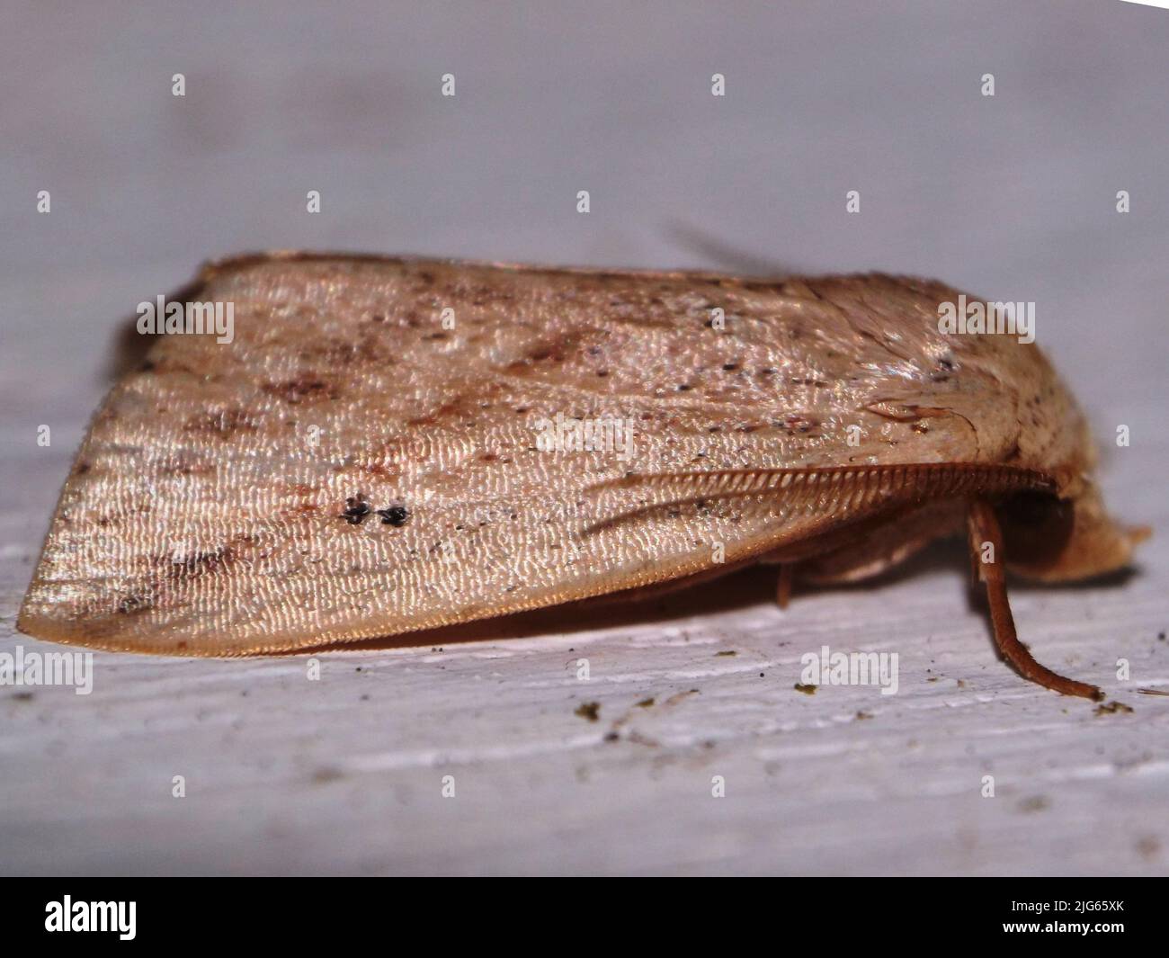 La teigne de Coleophoridae (espèce porteuse de cas, espèce porteuse de ...