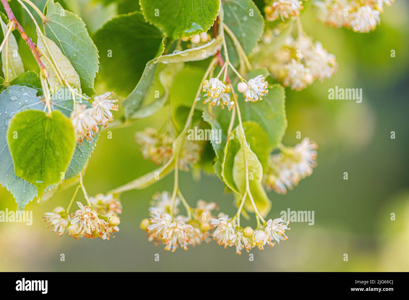 Tilleul de Tilia cordata (tilleul à petits feuilles, fleurs de tilleul ...