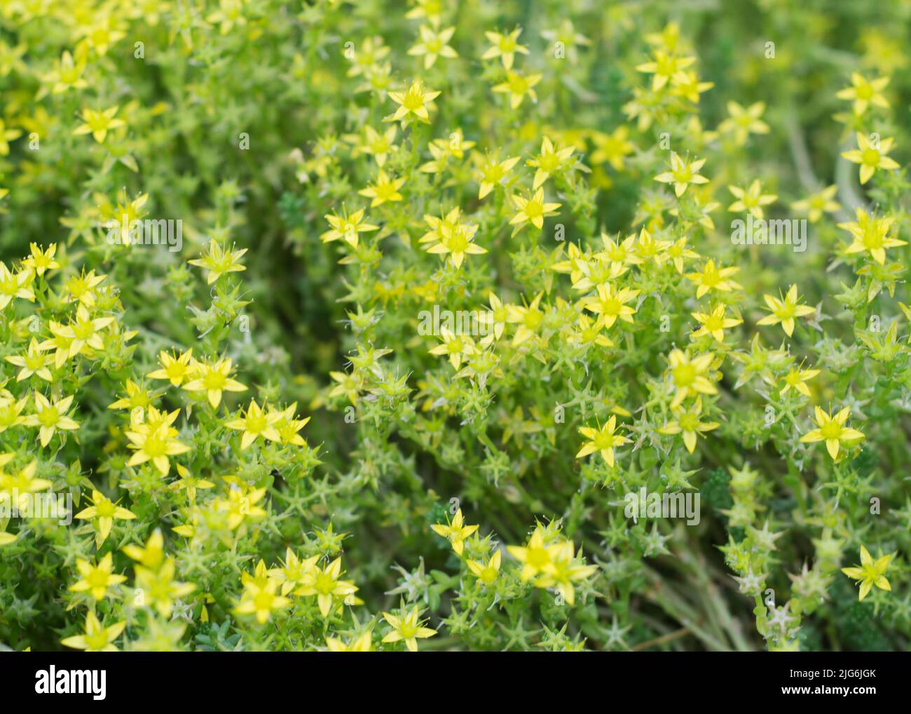 Sedum lineare Banque de photographies et d’images à haute résolution ...