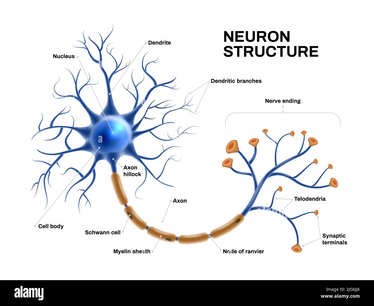 Illustration réaliste de la structure anatomique du neurone et du ...