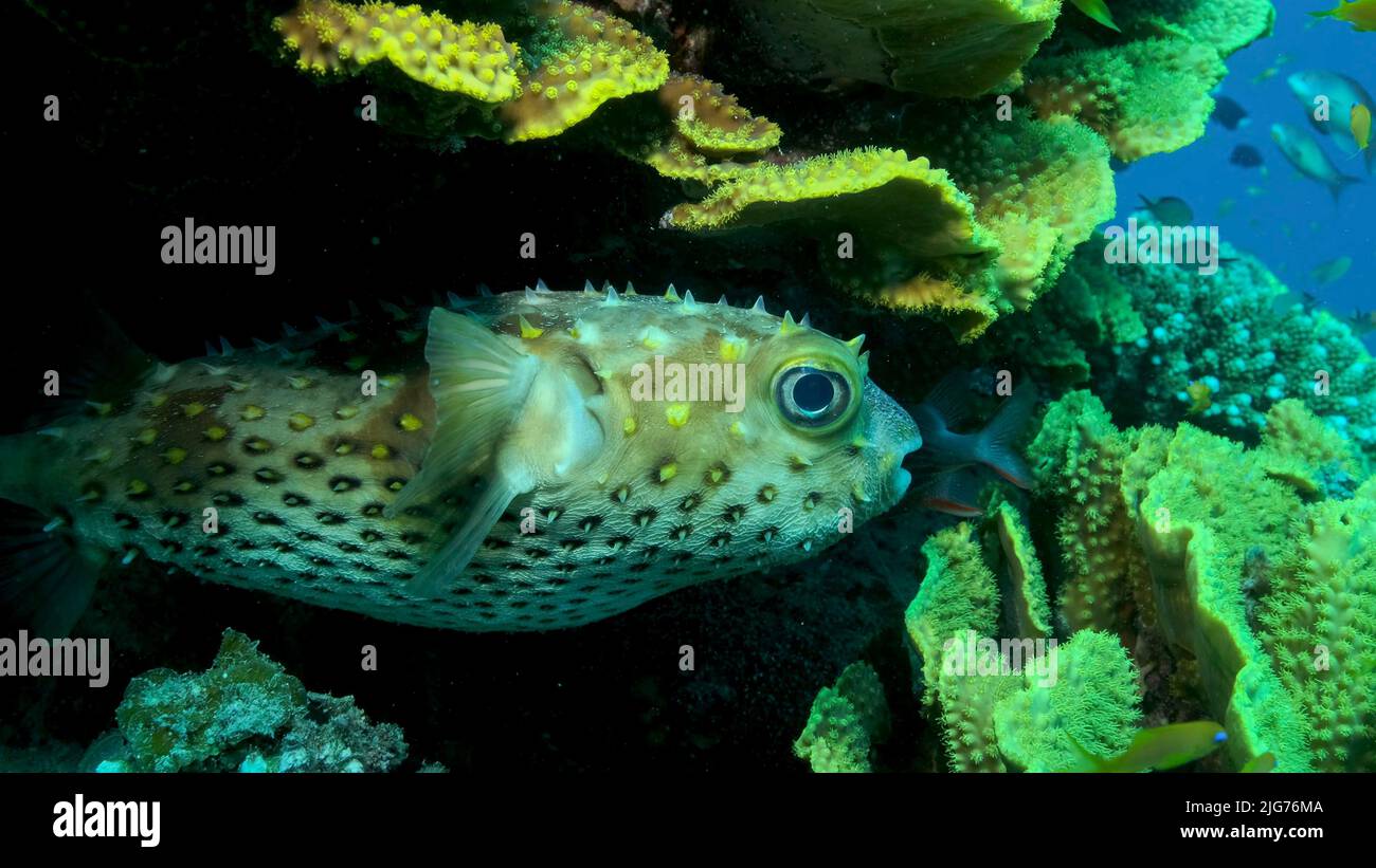 Le corégone de porc se cache sous la laitue corail. Ajargo ...