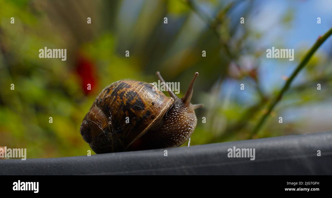 Gros plan d'un escargot Banque de photographies et d’images à haute ...