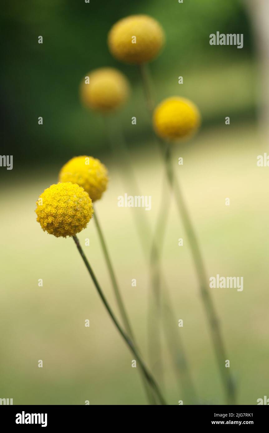 Longue tige avec des fleurs Banque de photographies et d’images à haute ...