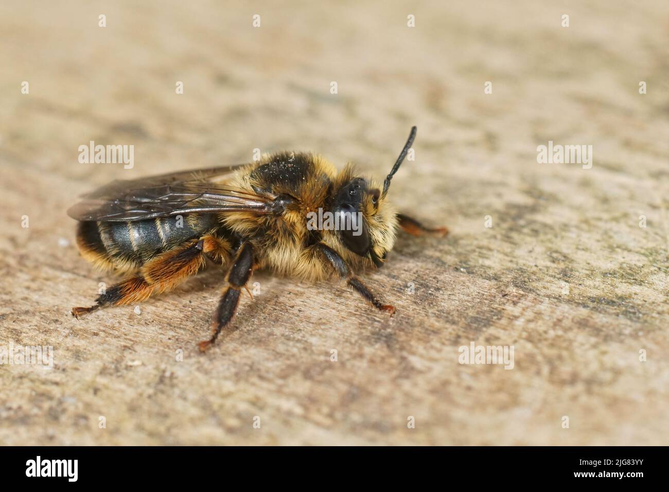 Melitta haemorrhoidalis Banque de photographies et d’images à haute ...