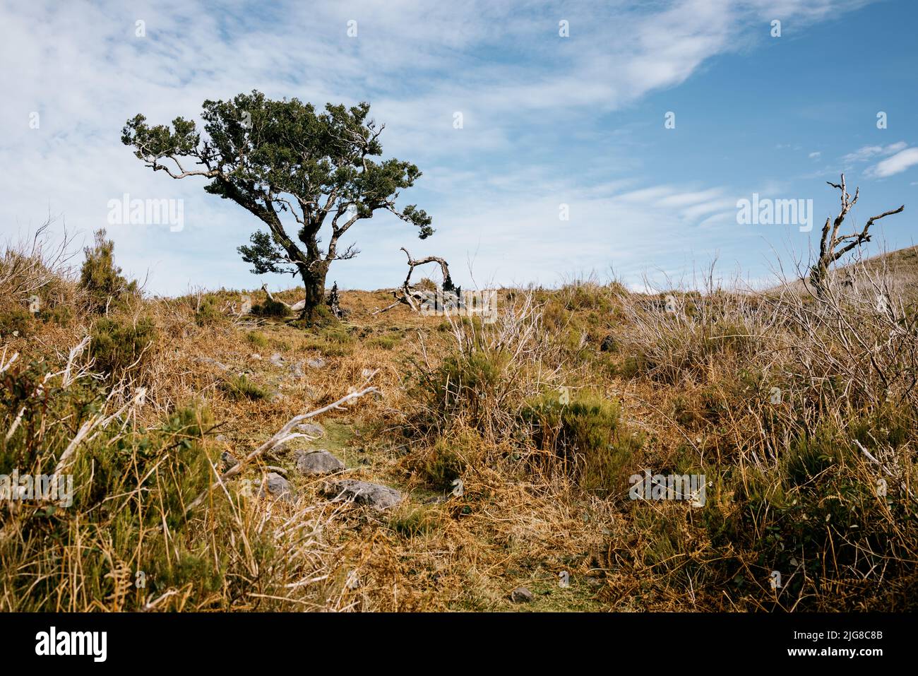 Une vue panoramique d'un Laurier en pleine croissance dans la forêt de ...