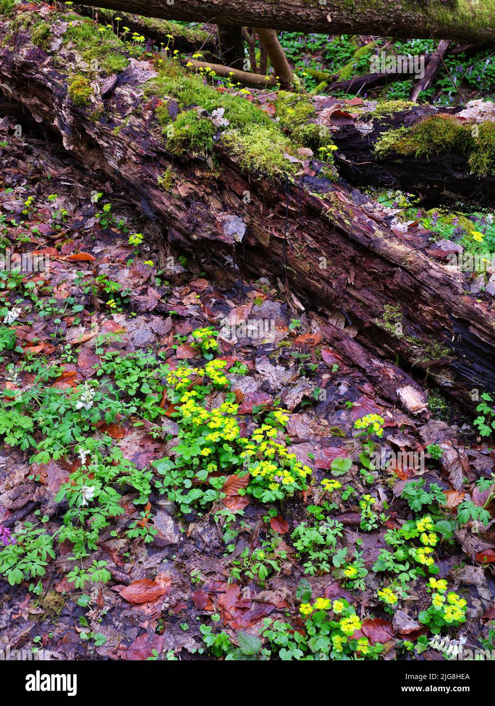Europe, Allemagne, Hesse, Westerwald, Lahn-Dill-Bergland, Geopark ...